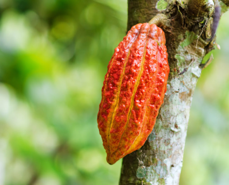 The COCOA Supply Chain | ECA European Cocoa Assocation
